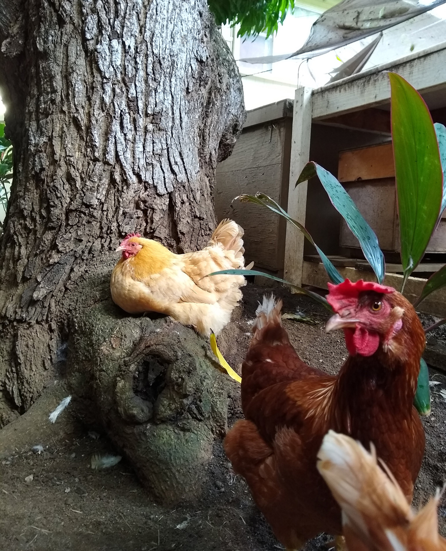 Backyard Chickens | Urban Farming Hawaii