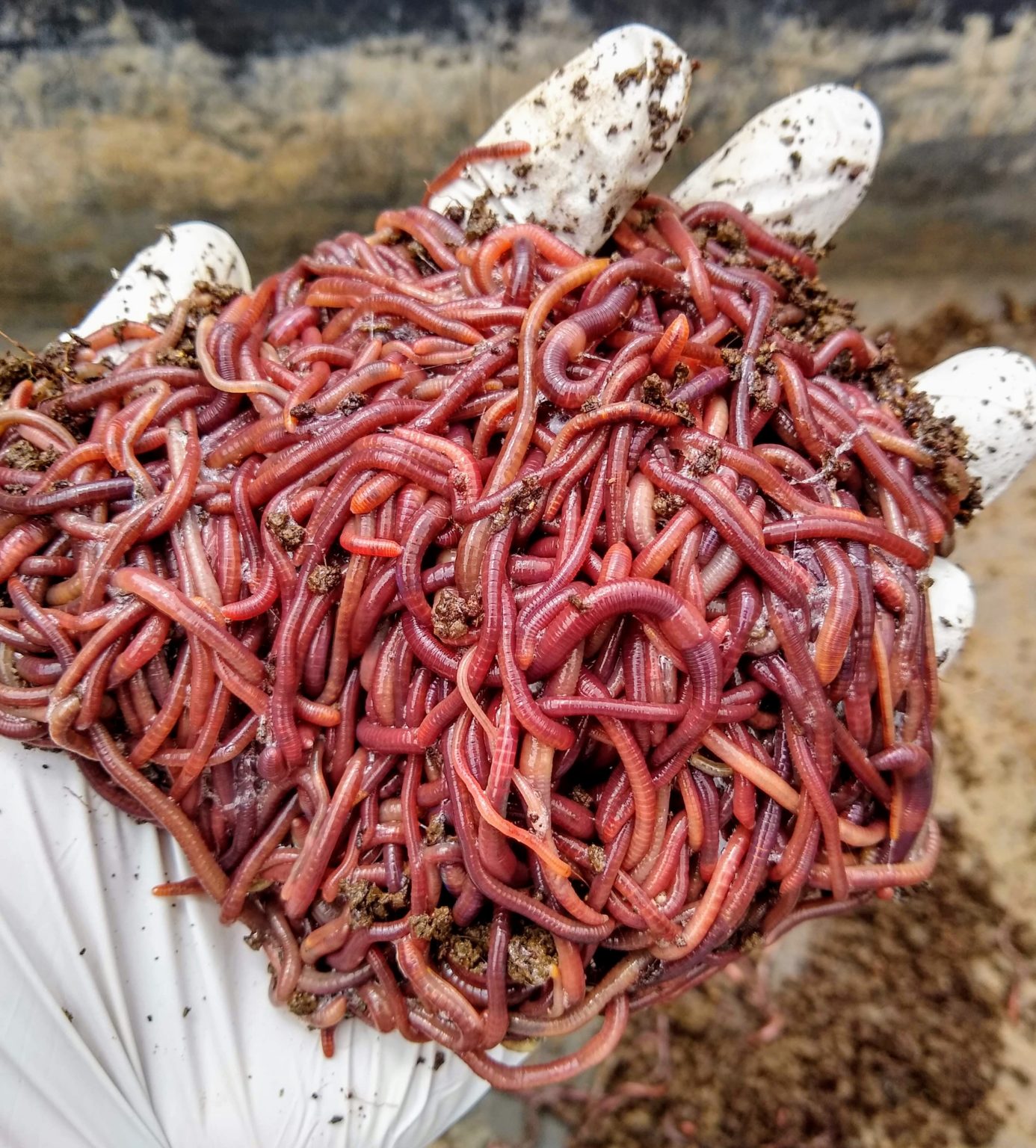 Earthworms | Urban Farming Hawaii